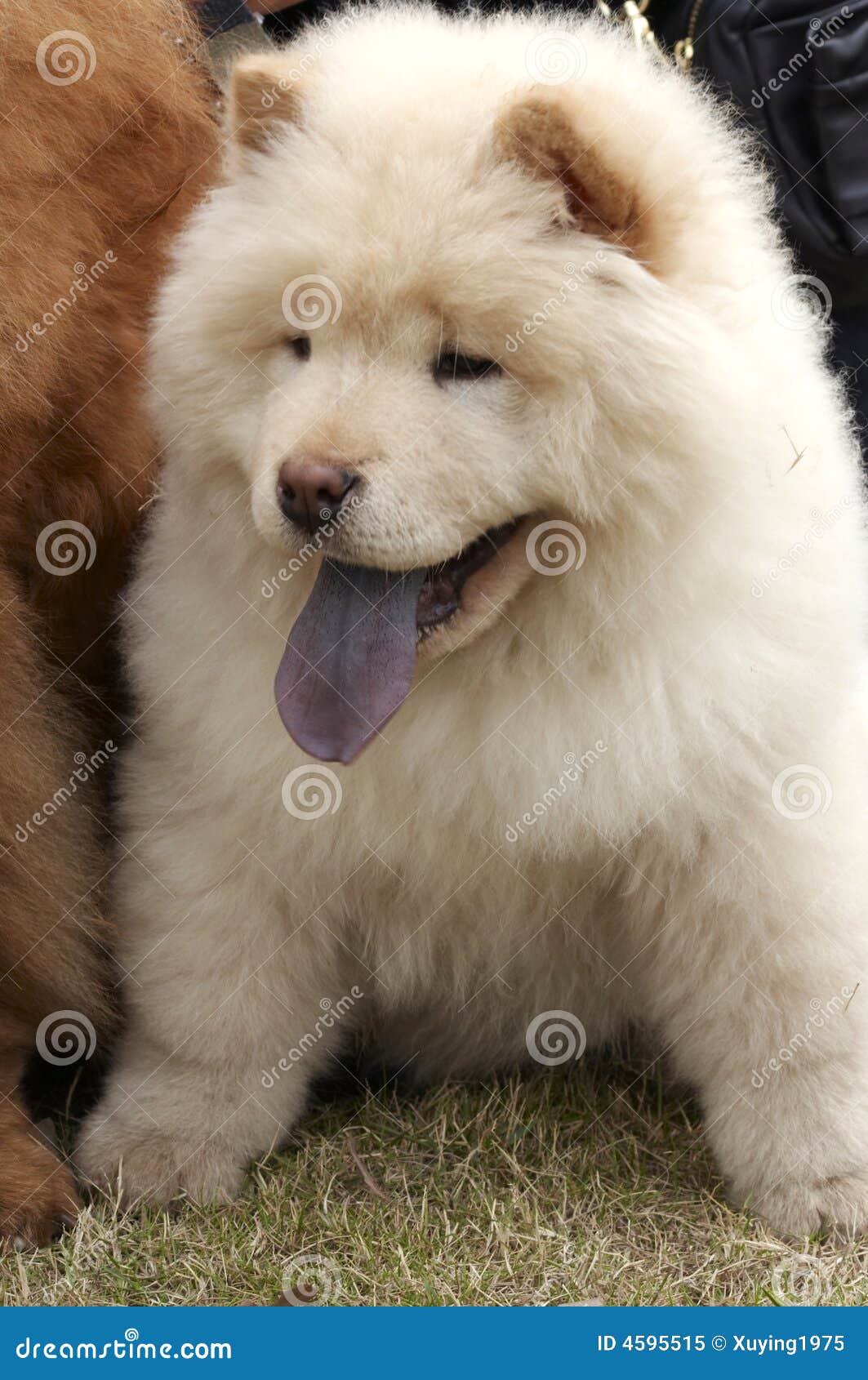 Chow stock image. Image of dogs, pets, domestic, love - 4595515