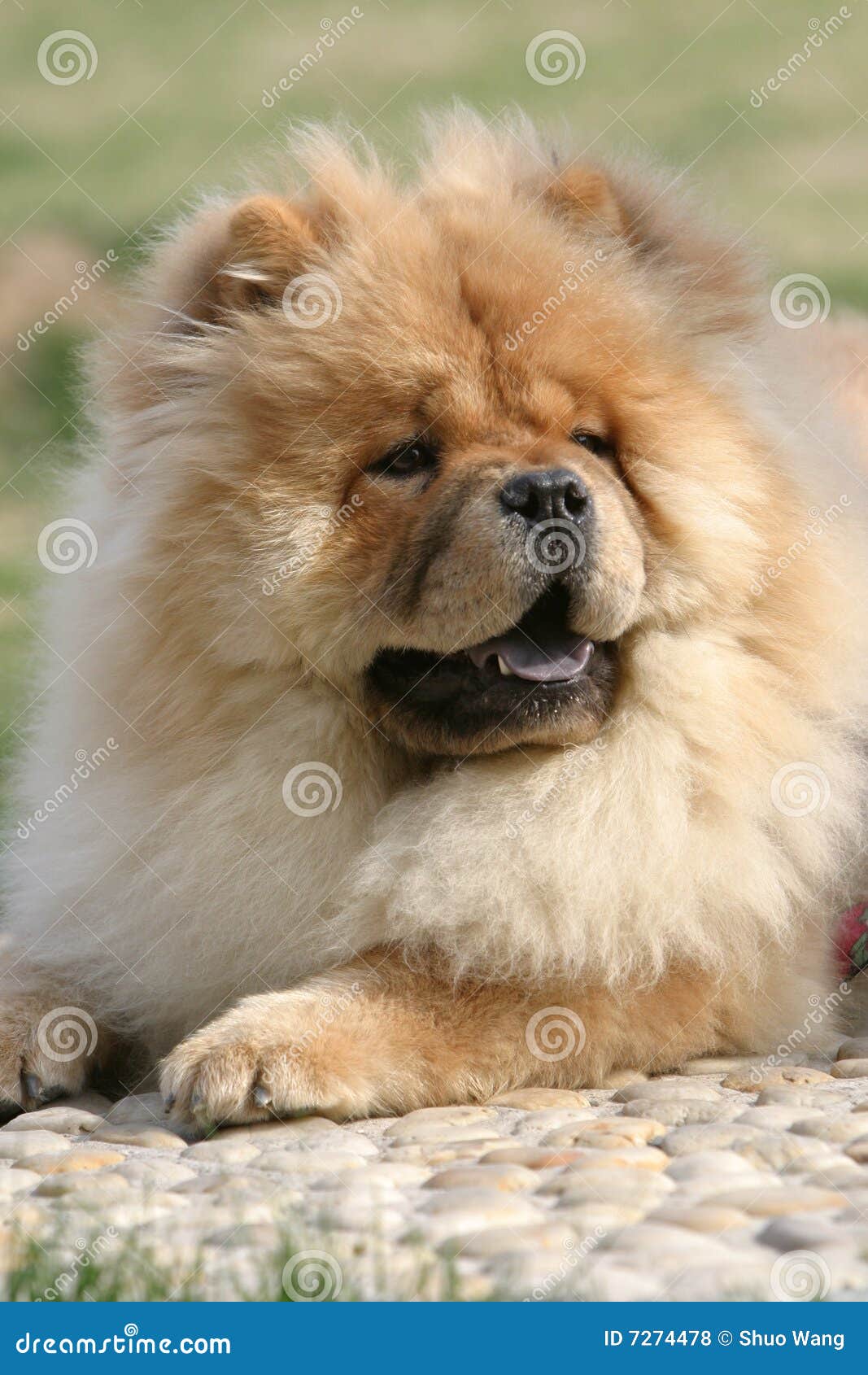 Chow stock photo. Image of lazy, lovely, haleness, face - 7274478