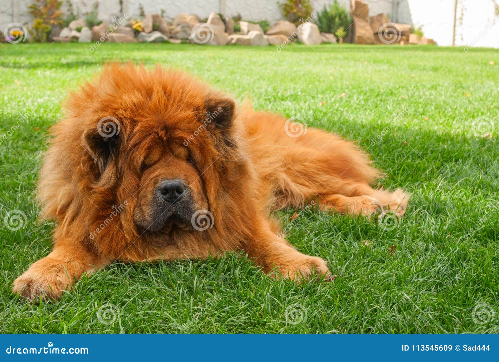Chow-chow stock image. Image of hairy, face, china, outdoor - 113545609