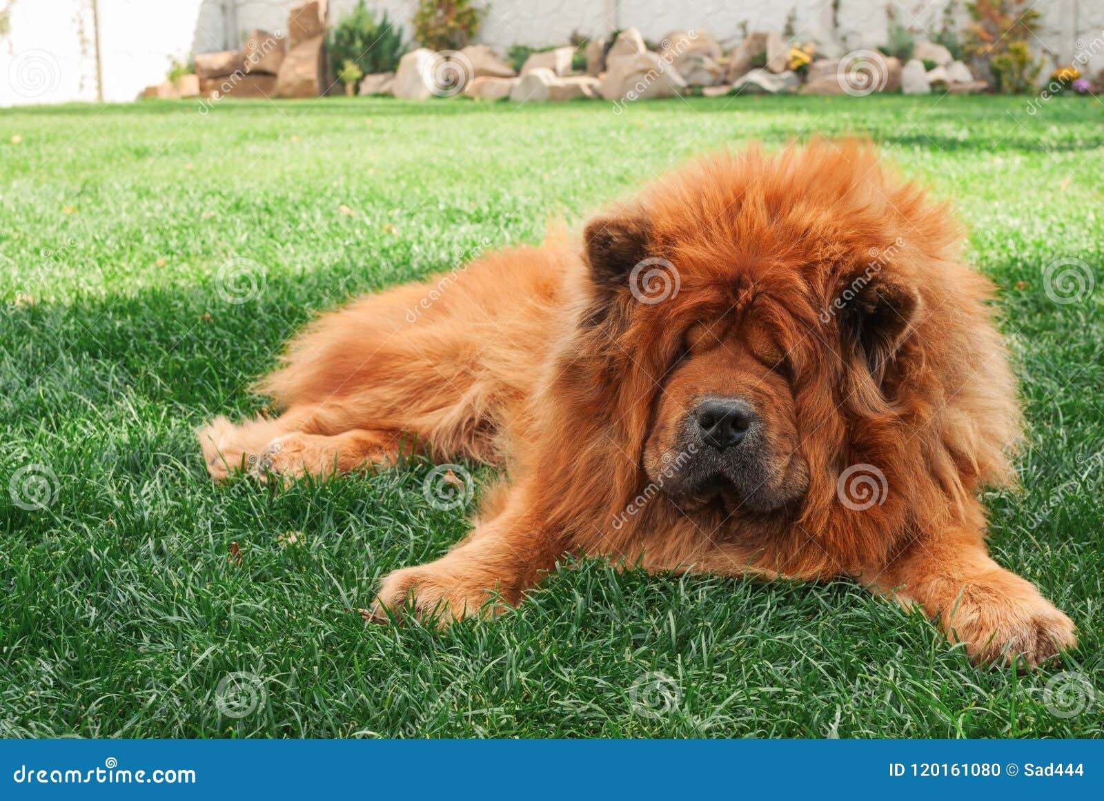 Chow-chow stock photo. Image of lovely, nature, color - 120161080
