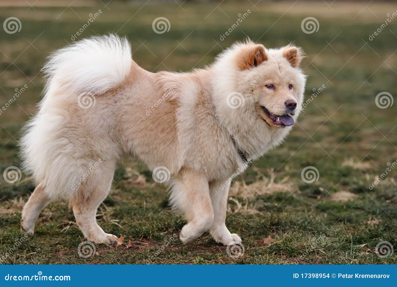 Chow chow stock photo. Image of pretty, adorable, rare - 17398954