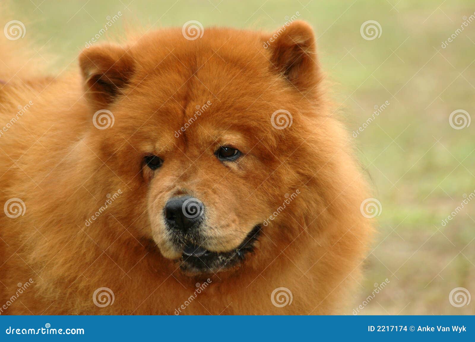Chow Chow stock photo. Image of bred, brown, adult, exotic - 2217174