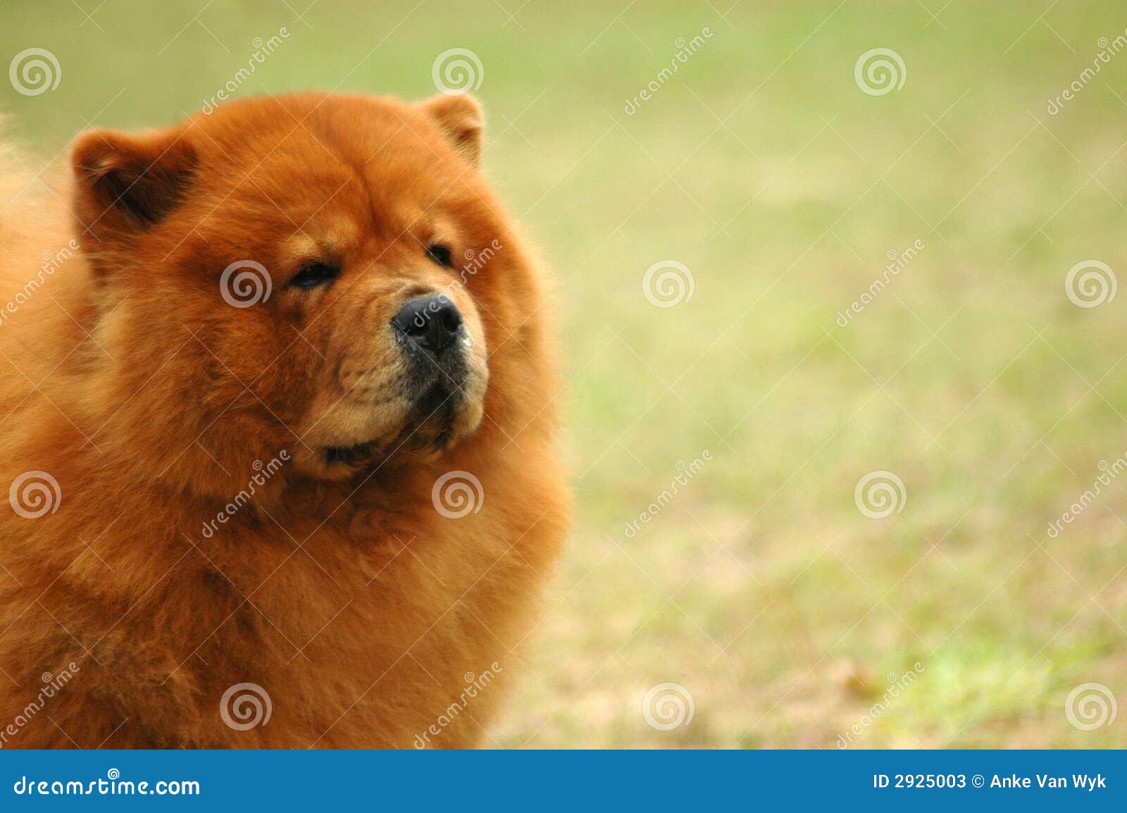 Chow Chow stock image. Image of carnivore, faces, domestic - 2925003
