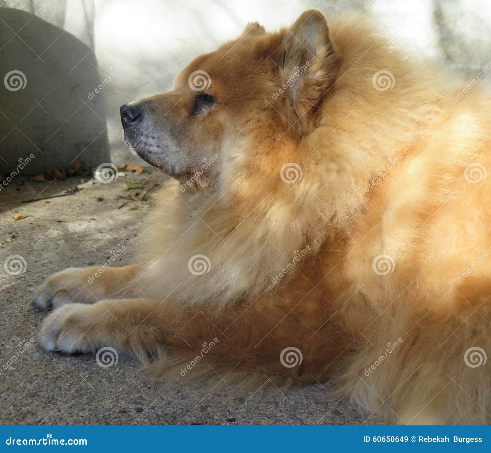 Chow Chow imagen de archivo. Imagen de casta, rojo, sunbathe - 60650649