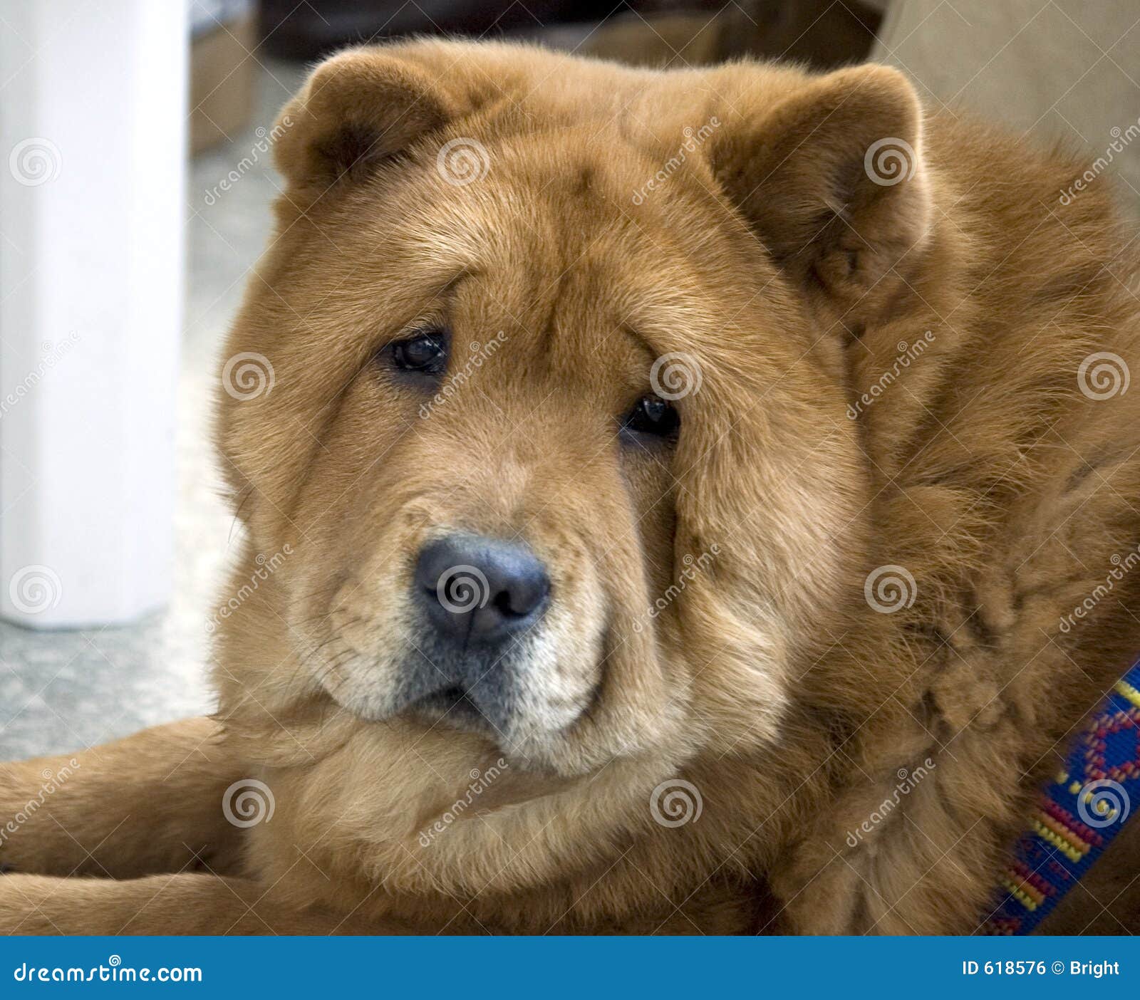 Chow chow stock photo. Image of home, love, look, lonely - 618576