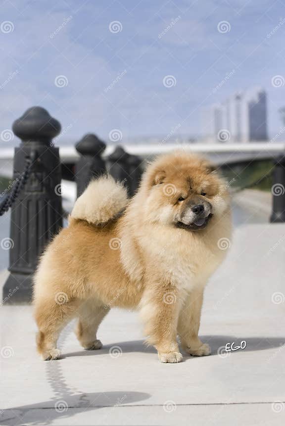 Chow Chow stock image. Image of loose, decked, blue, fenduan - 6786391