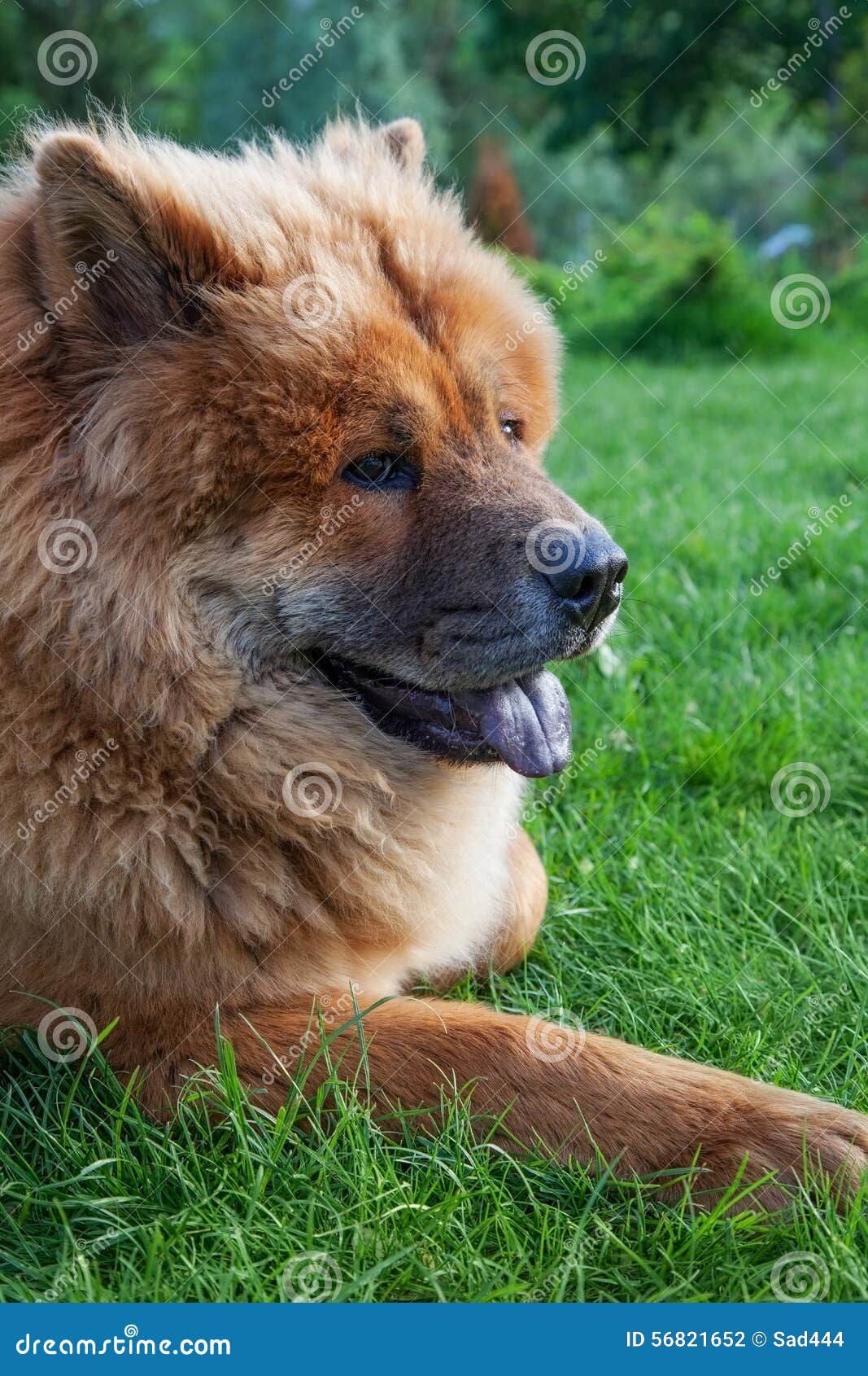 Chow-chow stock photo. Image of obedient, lawn, outdoor - 56821652