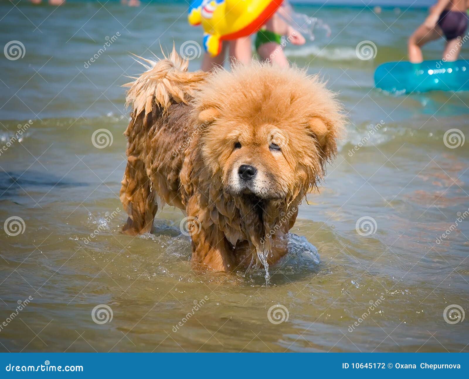 Chow-chow del perro foto de archivo. Imagen de obediencia - 10645172