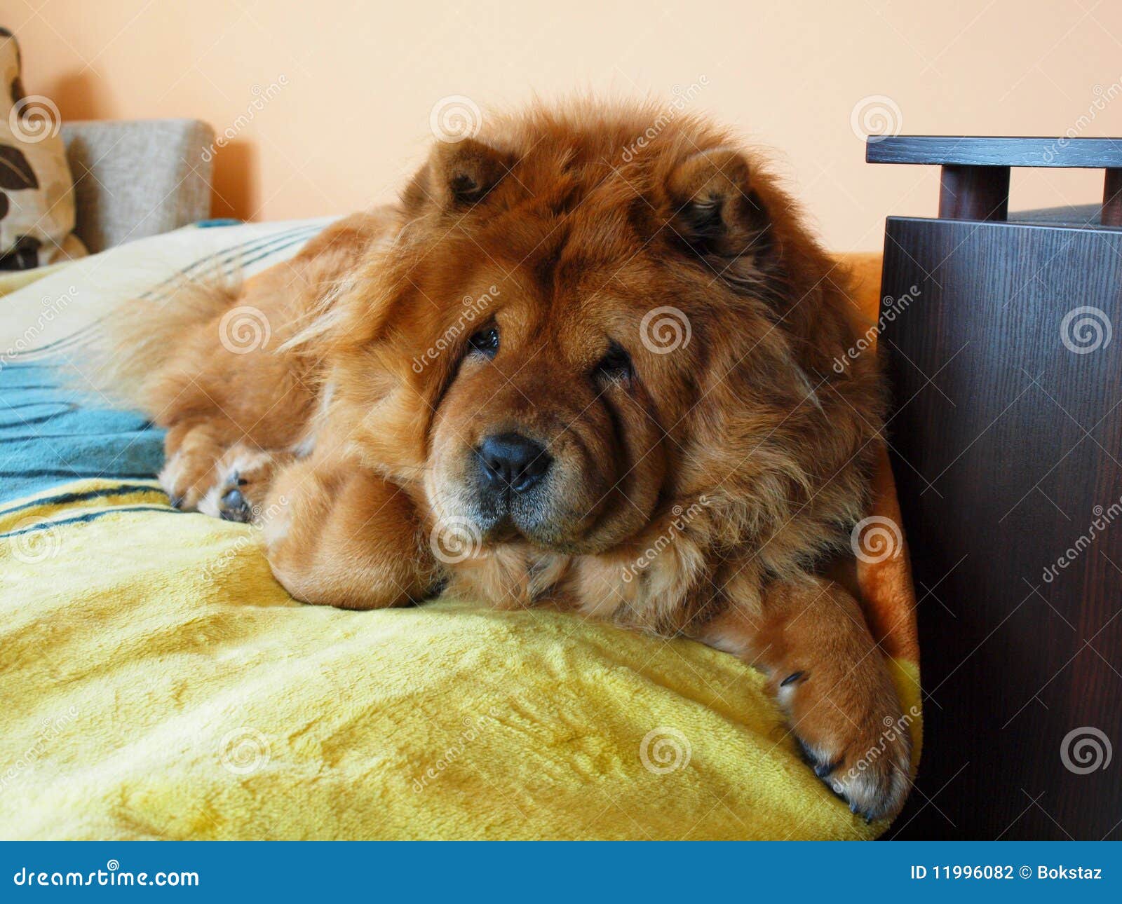 Chow chow dog stock photo. Image of doggy, expressive - 11996082