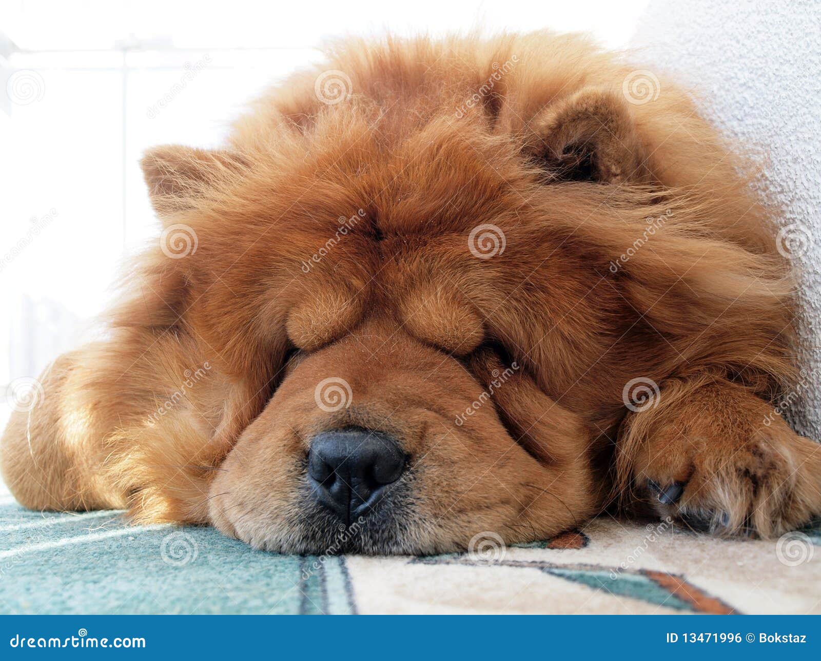 Chow chow dog stock photo. Image of china, dogs, great - 13471996