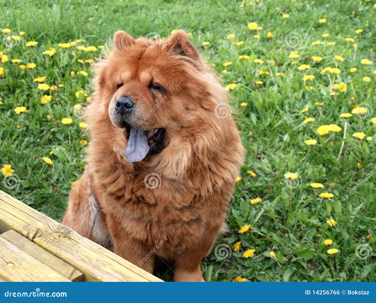 Chow chow dog stock photo. Image of nature, lying, companion - 14256766