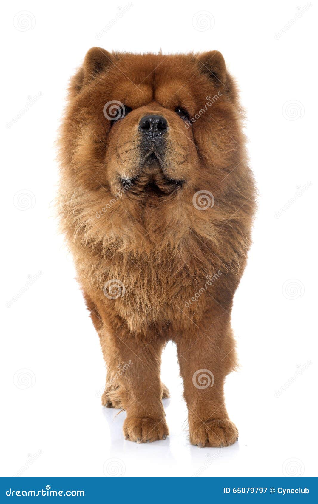 Brown Chow Chow Dog Stock Photos - Download 1,049 Royalty Free Photos