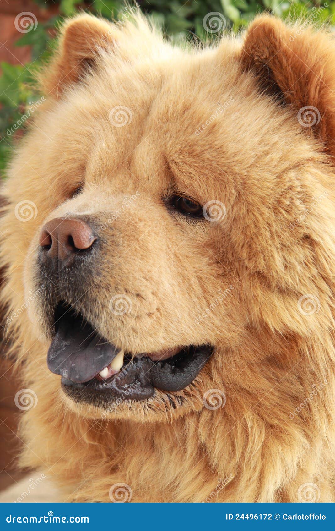 Chow Chow Dog - Cane Di Razza Stock Photo - Image of peluche, black ...