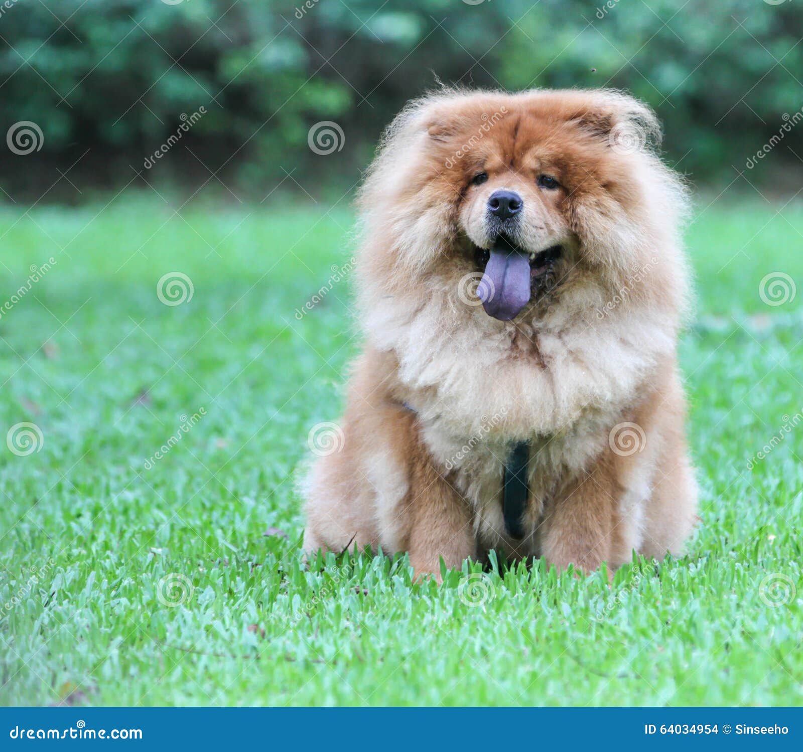 Chow Chow dog stock photo. Image of relaxing, companion - 64034954