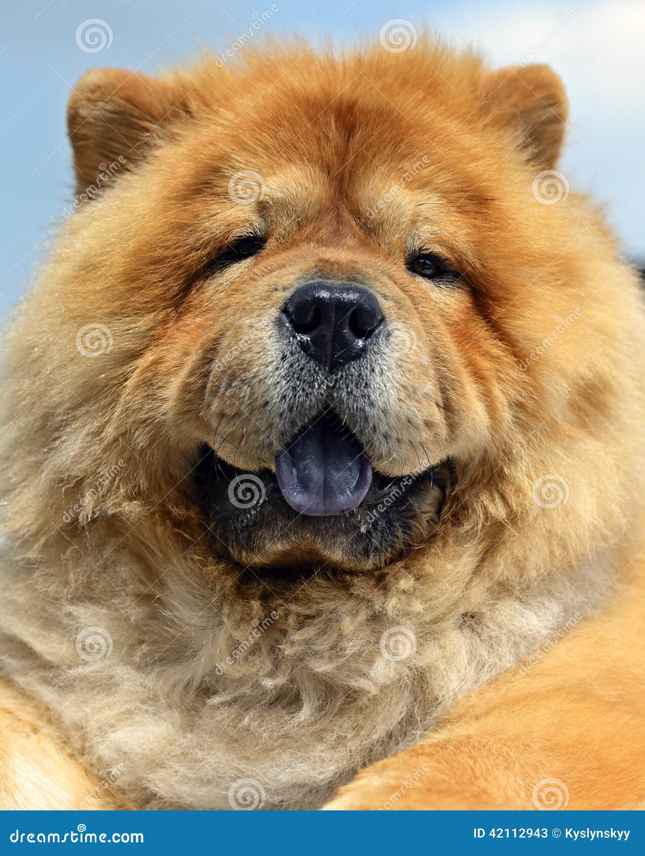 Chow chow stock image. Image of nature, wildlife, animals - 42112943