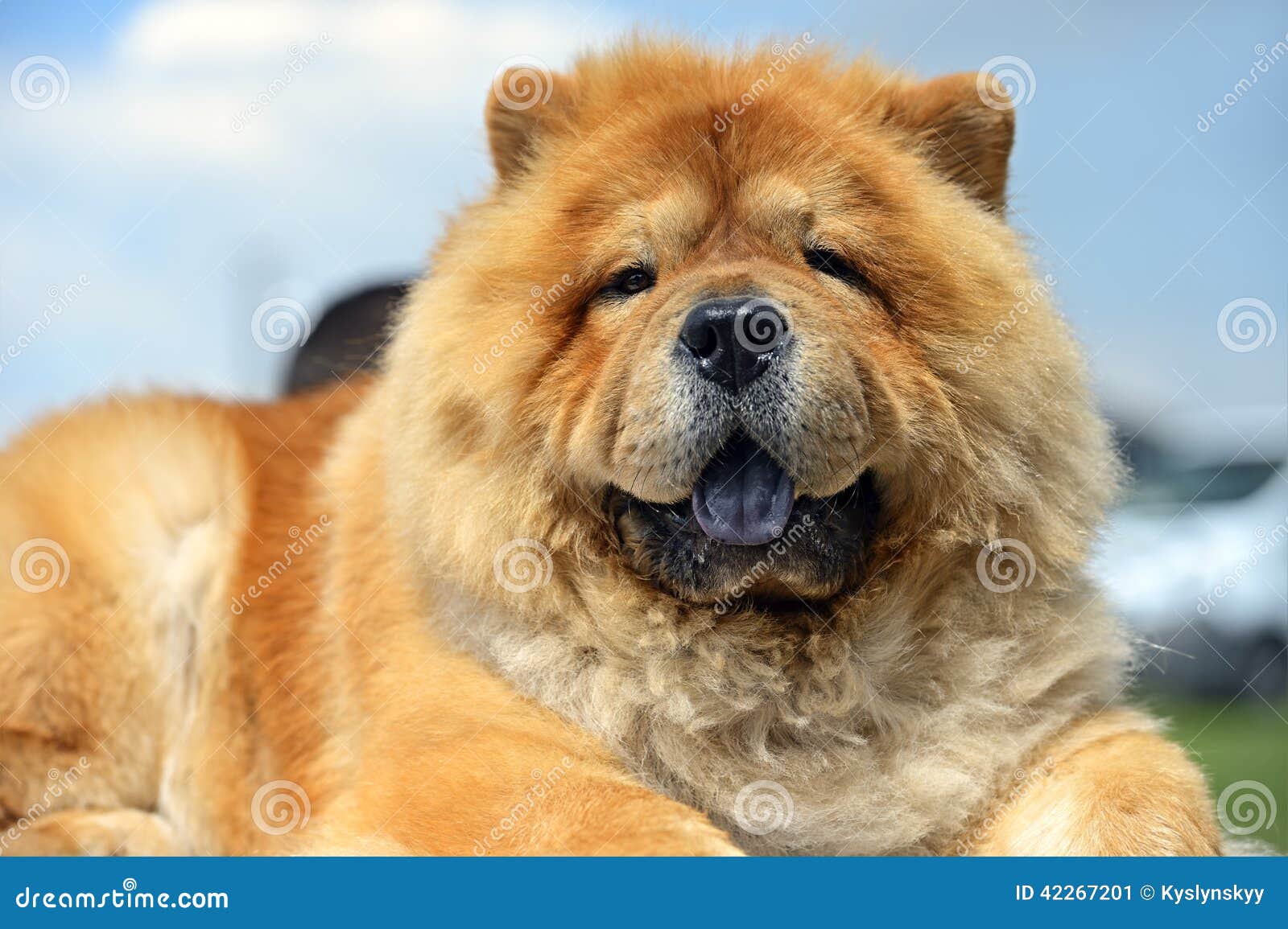 Chow chow stock image. Image of habitat, animal, fauna - 42267201