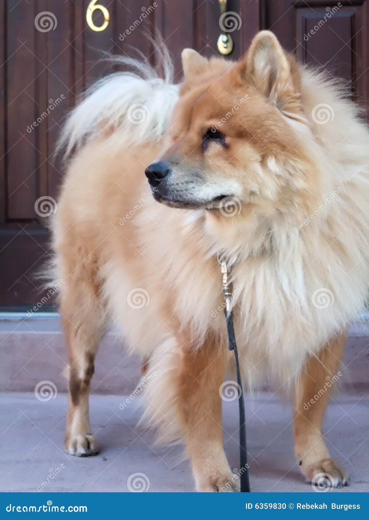 Chow Chow Dog on Stoop stock photo. Image of apartment - 6359830