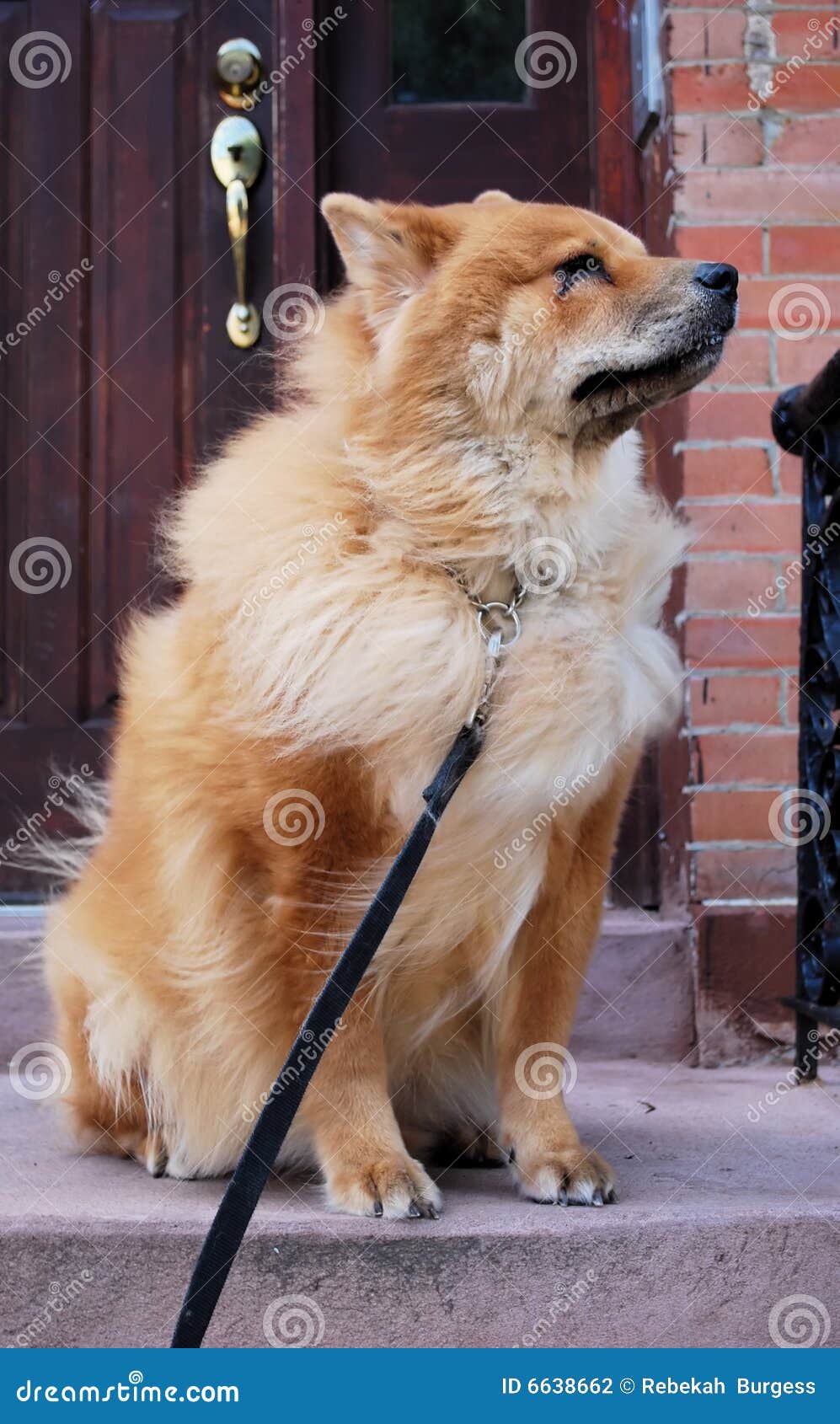 Chow Chow Dog On Stoop Picture. Image: 6638662