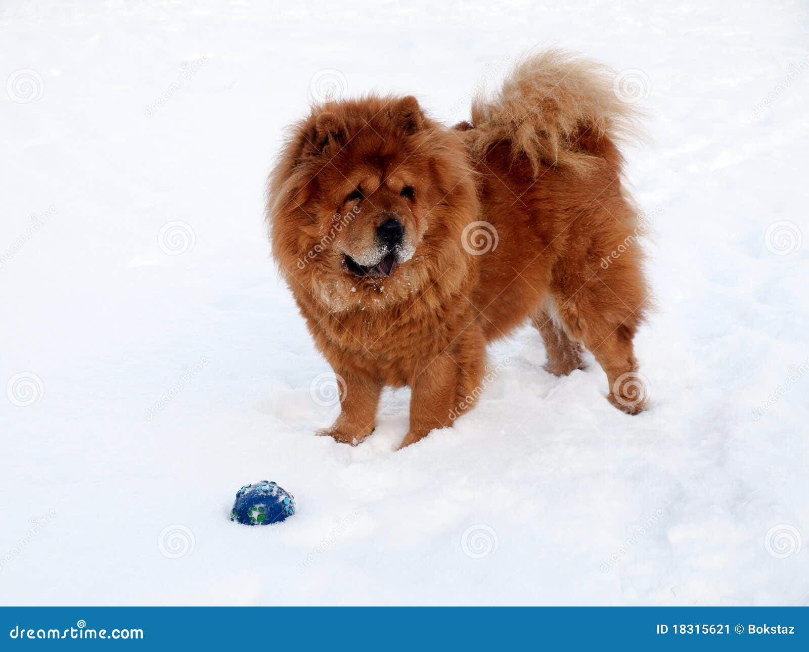 Chow chow dog and toy stock image. Image of mammal, china - 18315621