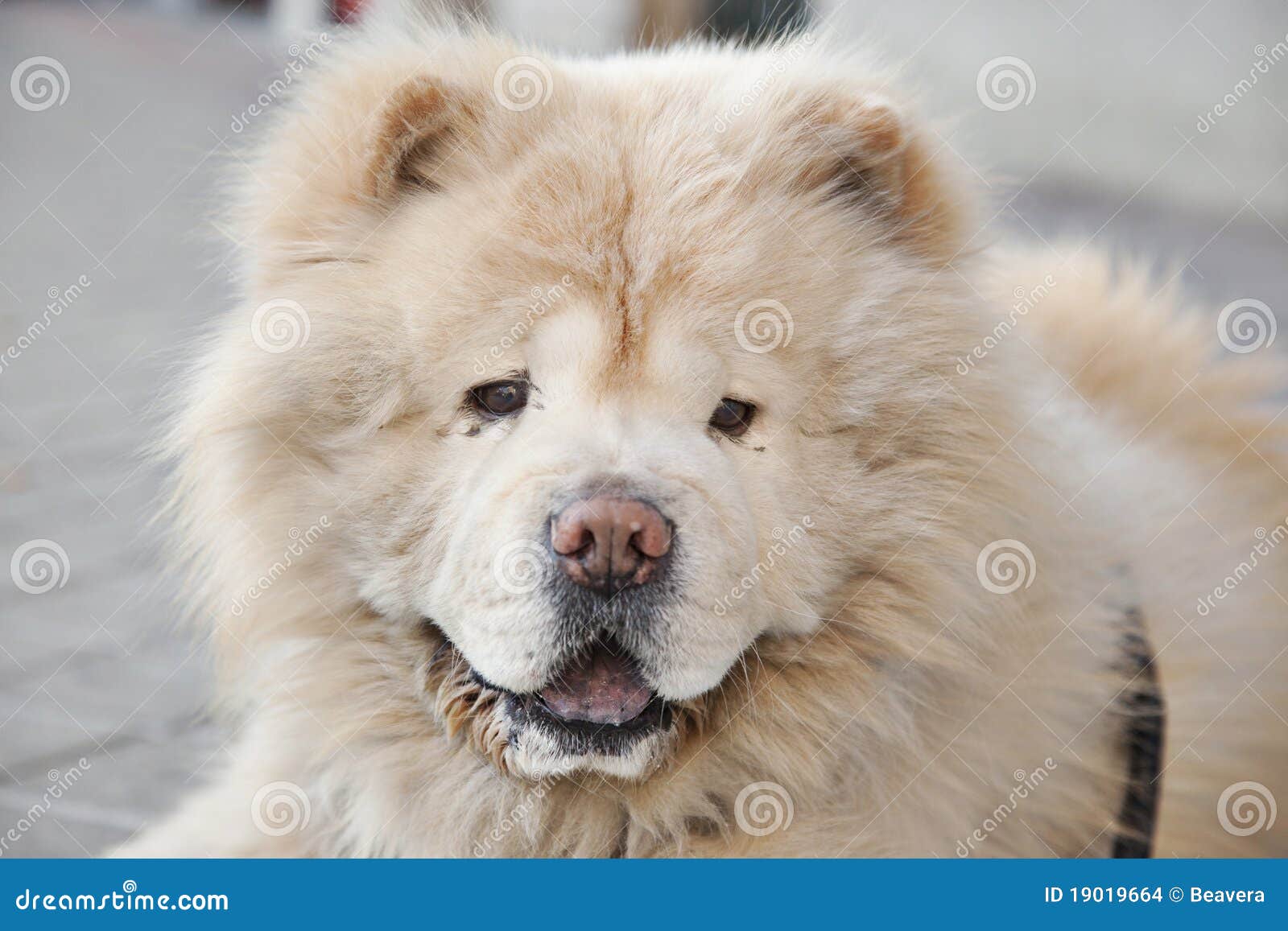 Chow chow face stock photo. Image of doggy, pedigreed - 19019664