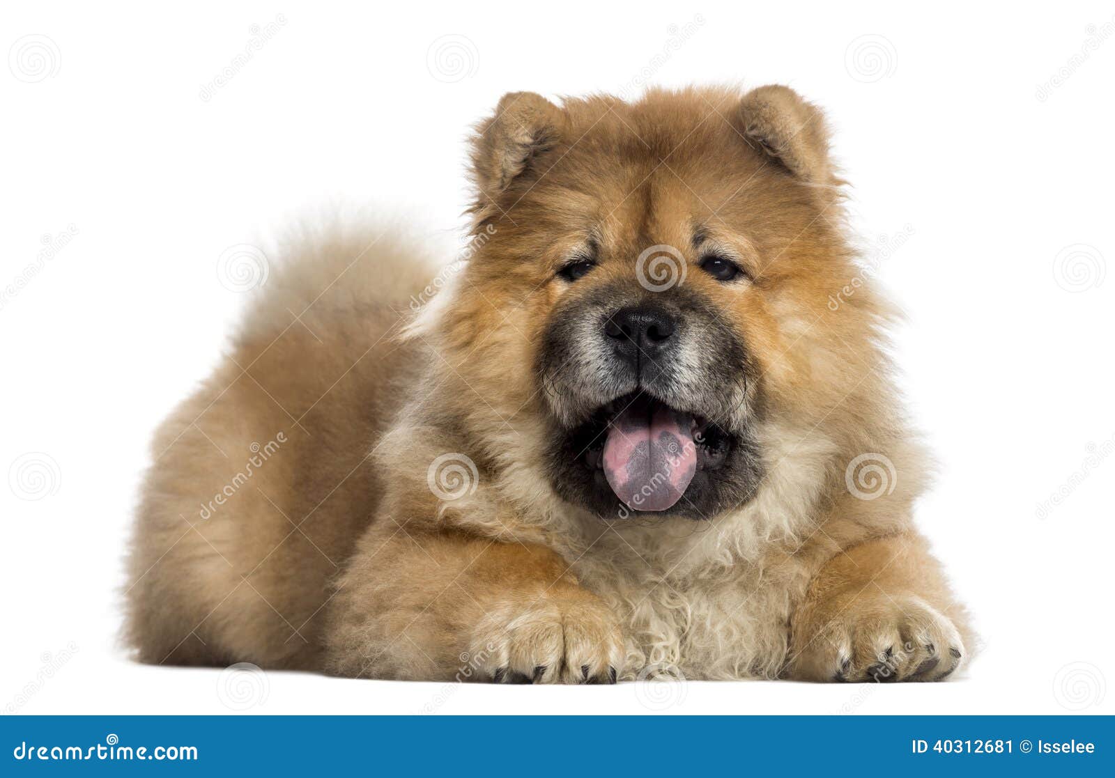 Chow Chow-Keuchen (7 Monate Alte) Stockbild - Bild von unten ...