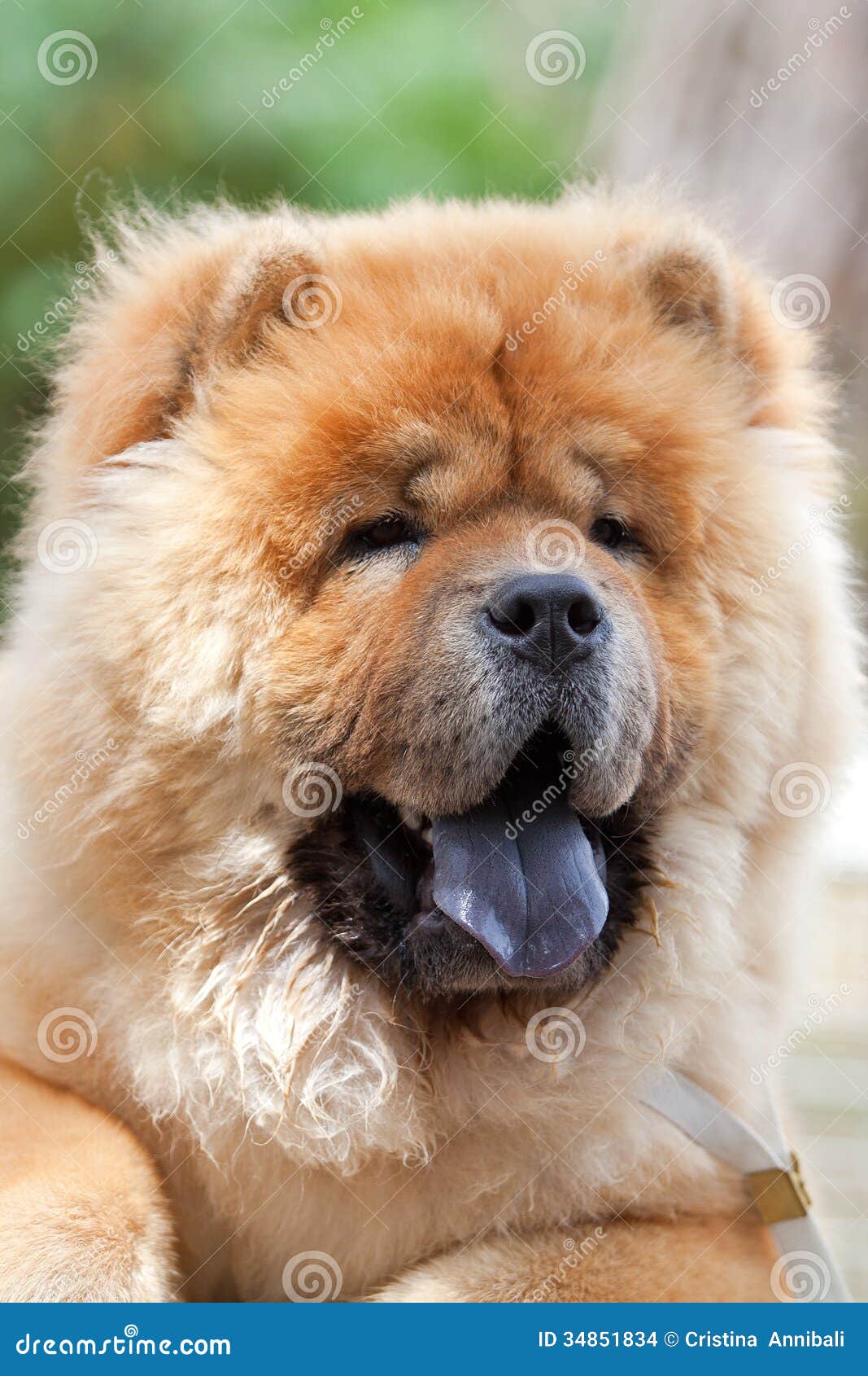 Chow chow stock photo. Image of brown, obedient, loving - 34851834