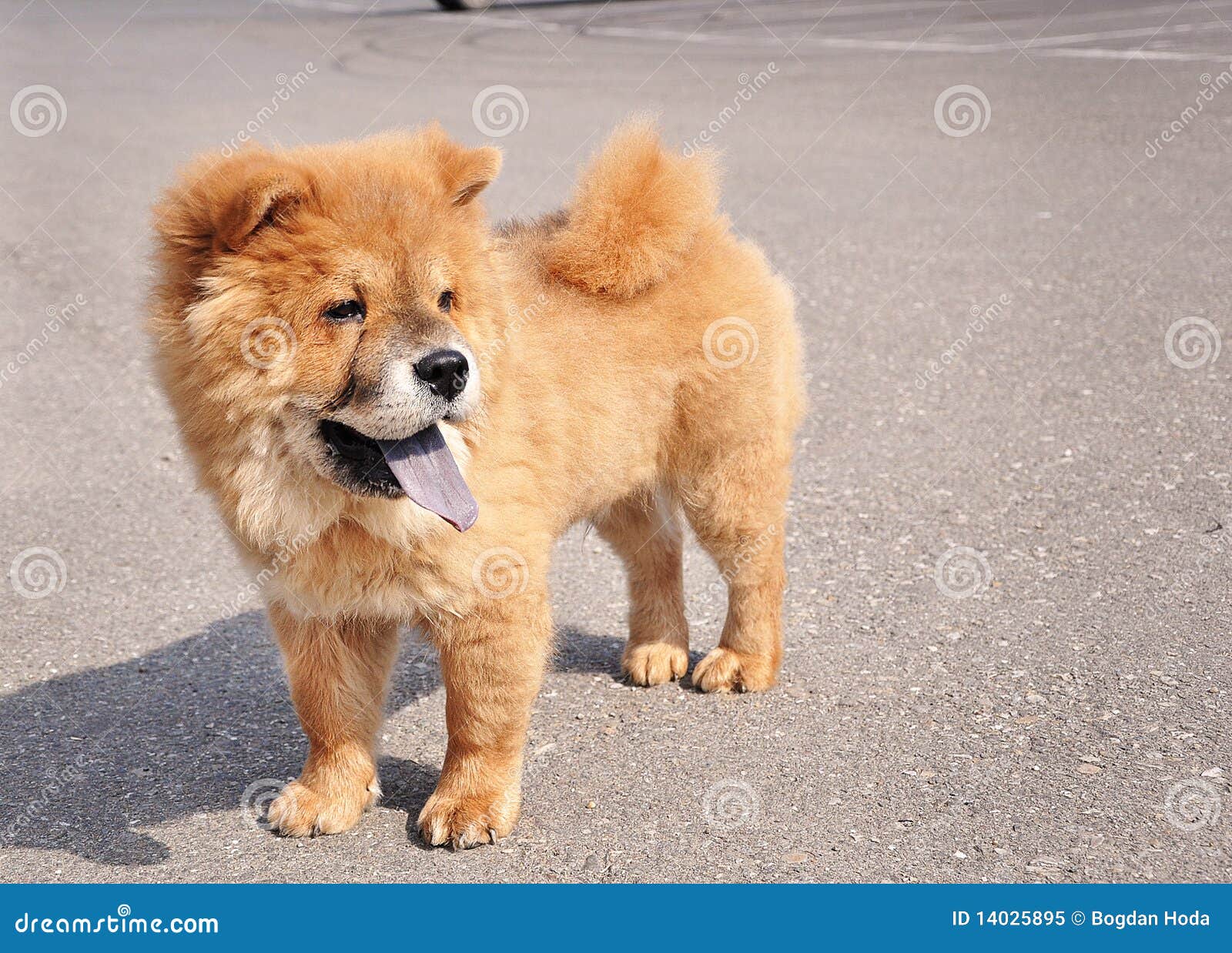 Chow Chow Puppy stock image. Image of chaw, active, blue - 14025895
