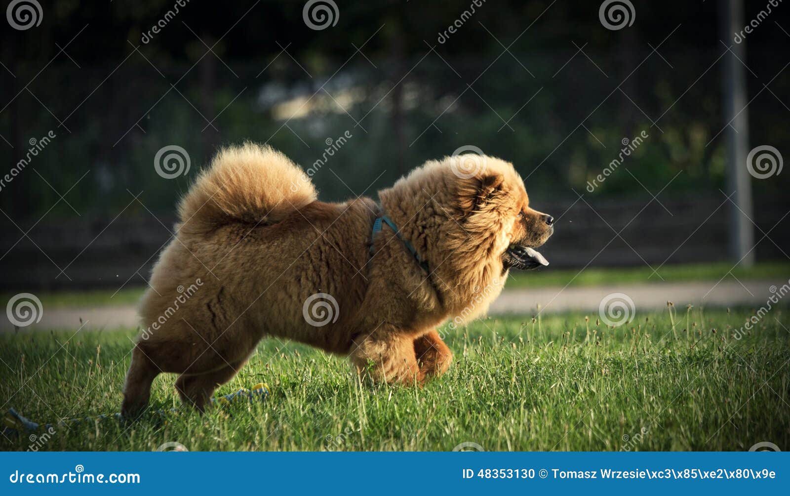 Chow chow running stock photo. Image of nature, play - 48353130