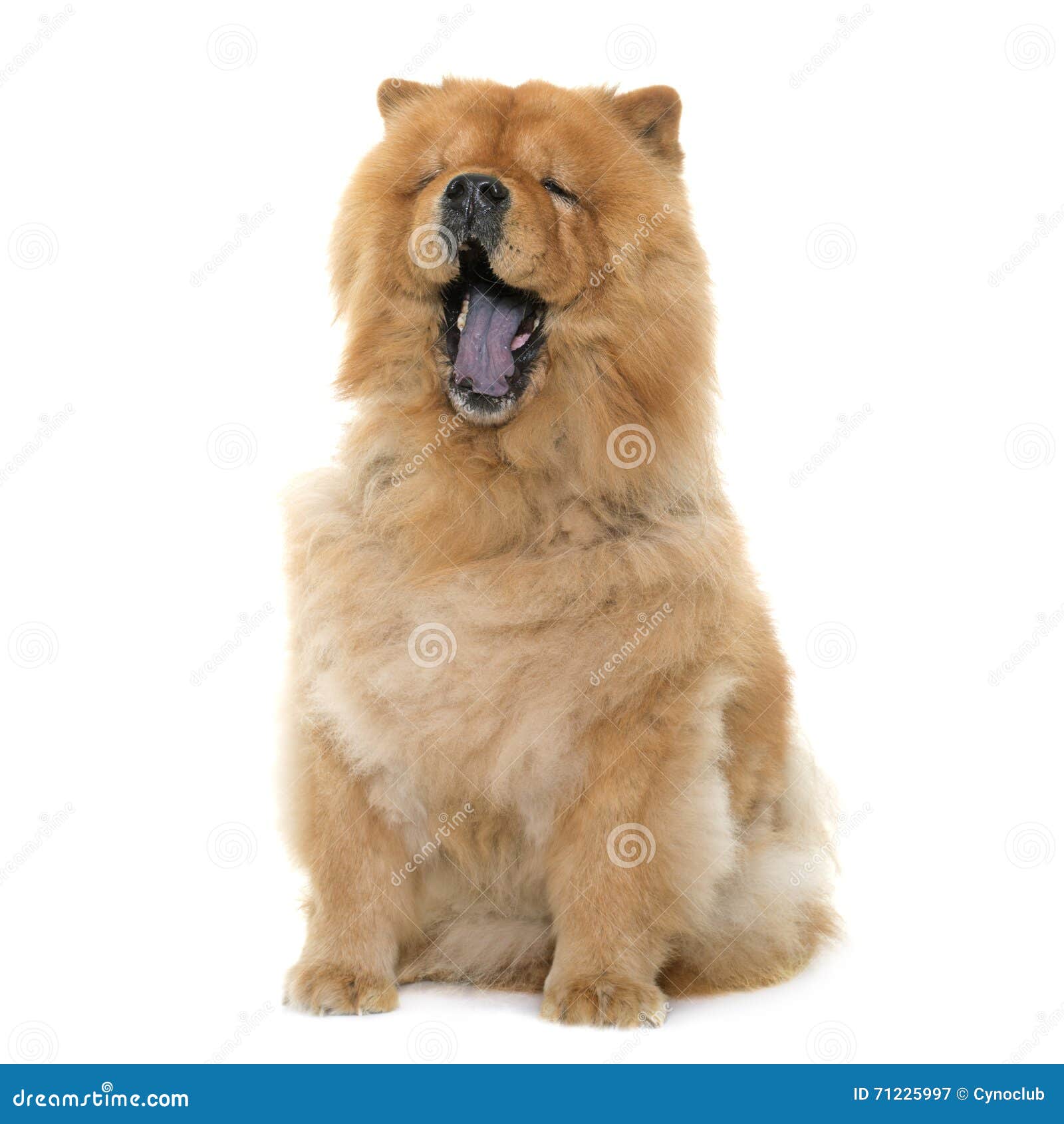 Chow chow yawning stock image. Image of hair, china, white - 71225997