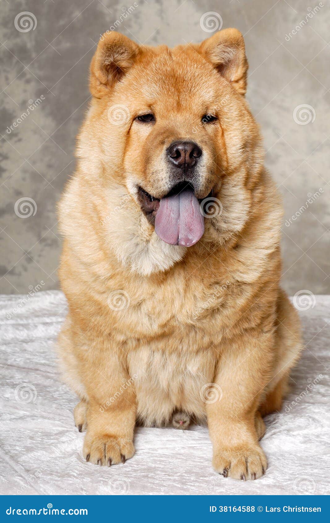 Chow dog stock photo. Image of expression, staring, cute - 38164588
