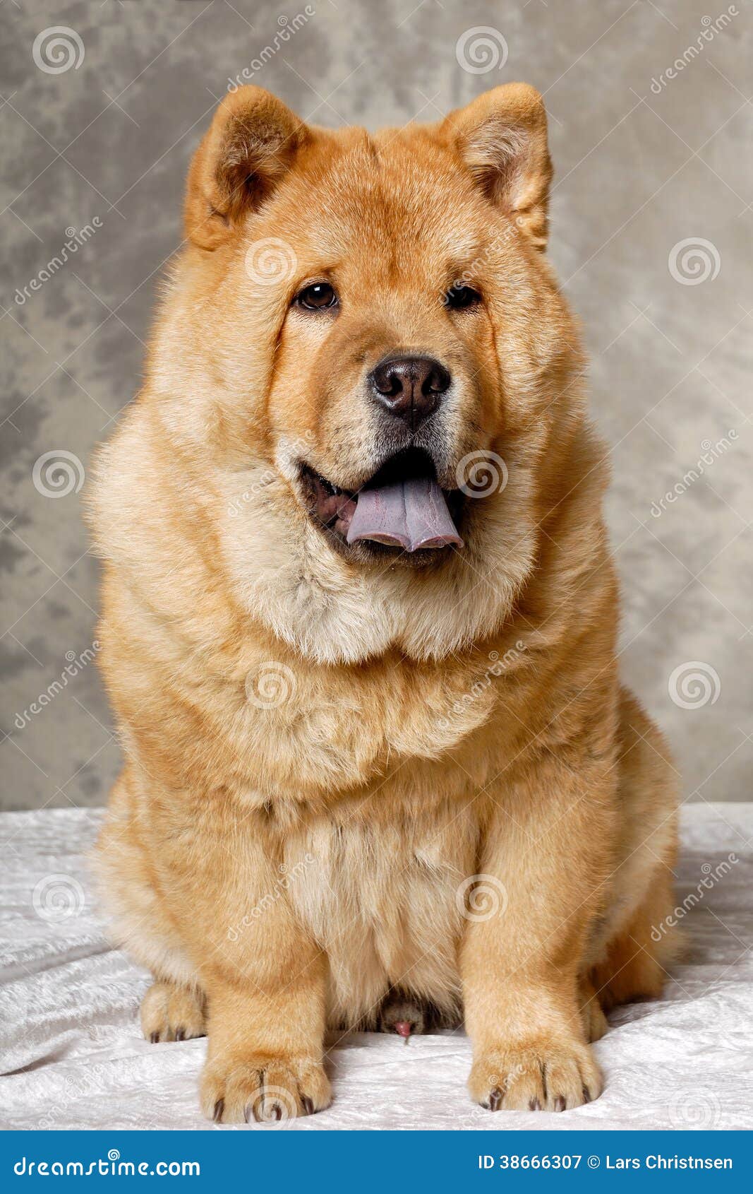 Chow dog resting stock image. Image of young, purebred - 38666307