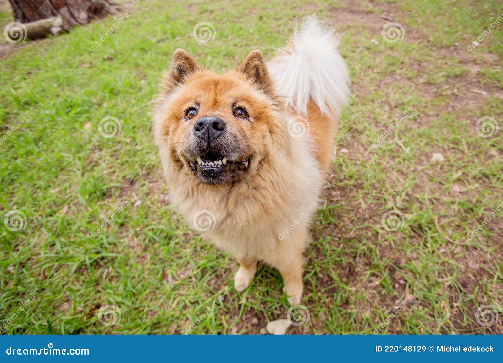 Chow Chow Dog Sitting on Grass in a Park Stock Image - Image of africa ...