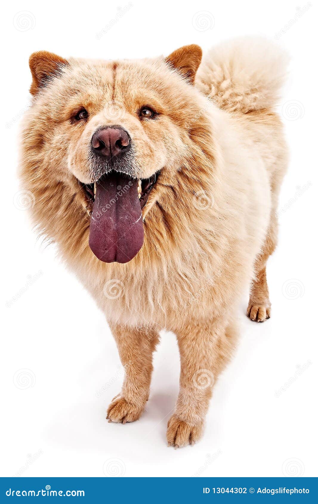Chow Chow Dog Tongue
