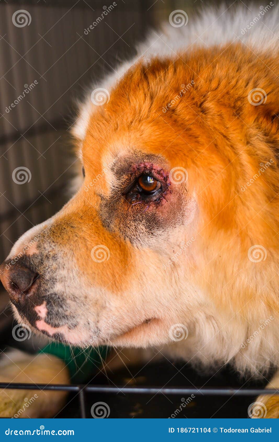Chow-chow Mixed Breed Dog After Entropion Surgery Royalty-Free Stock ...