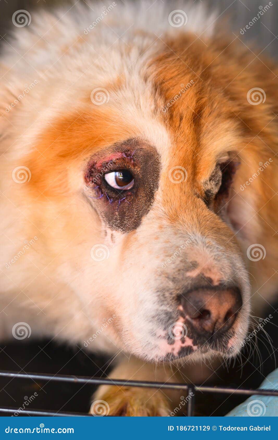 Chow-chow Mixed Breed Dog after Entropion Surgery Stock Image - Image ...