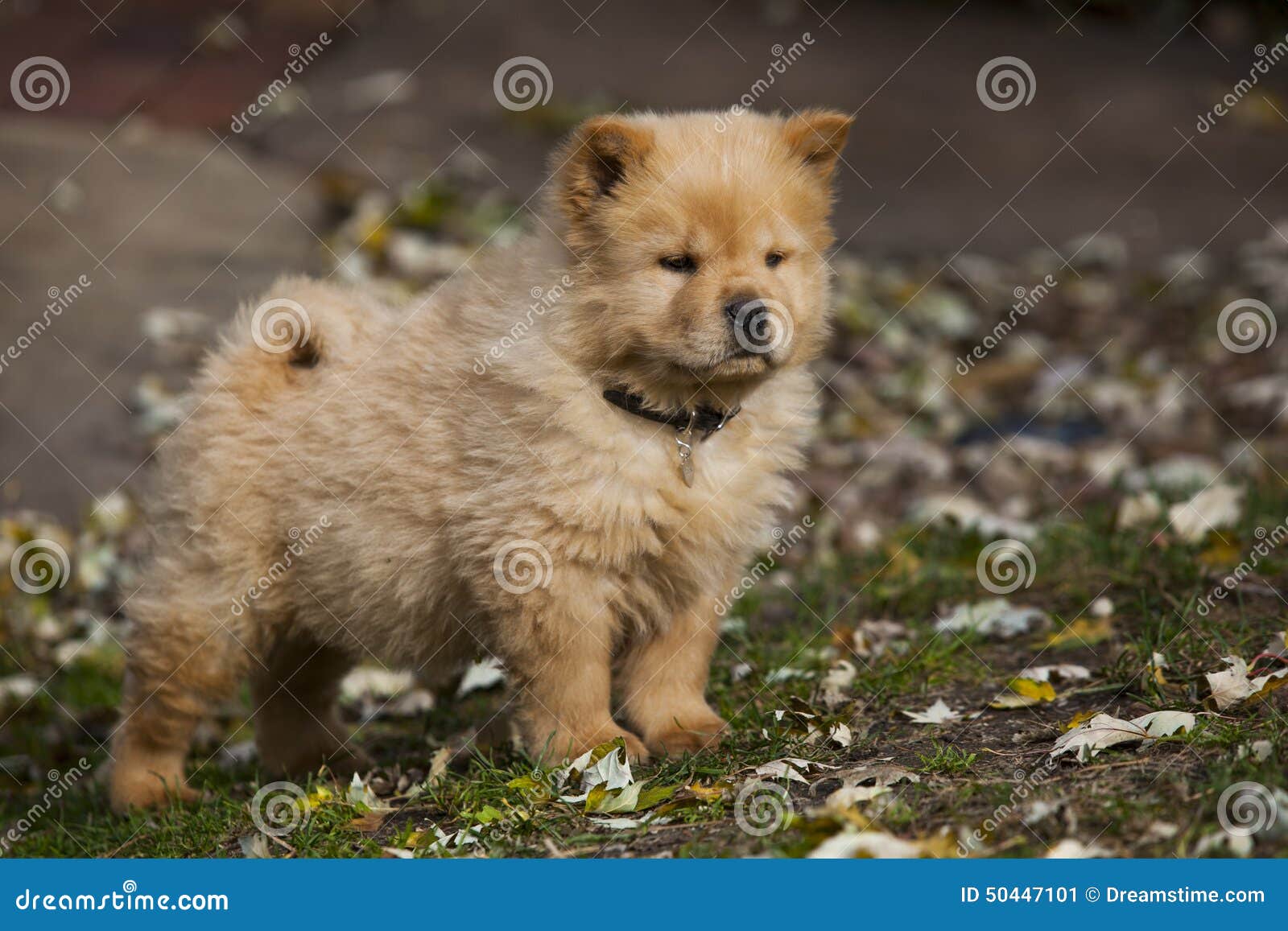 Chow Puppy stock image. Image of chow, young, grass, standing - 50447101