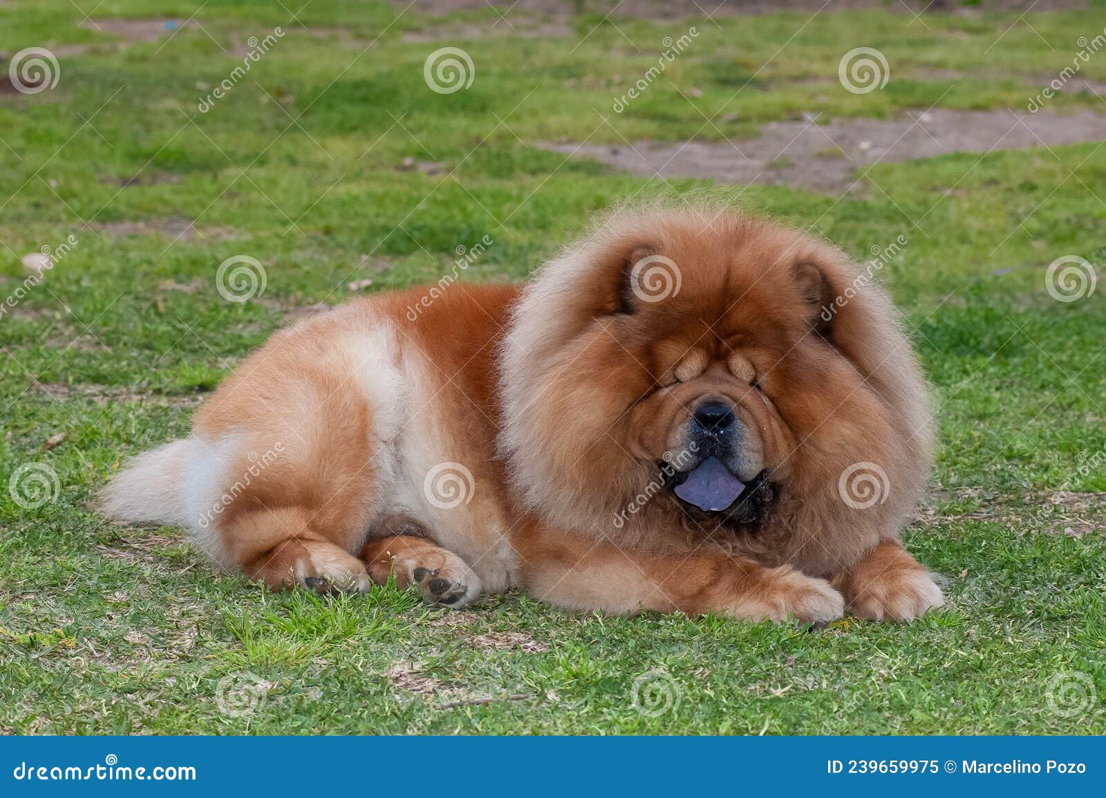 Chow Chow Purebred Dog Brown Color Stock Image - Image of adorable ...