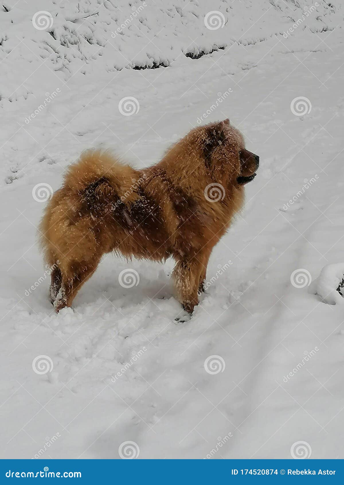 Chow Chow in Snow stock photo. Image of fell, snow, chow - 174520874