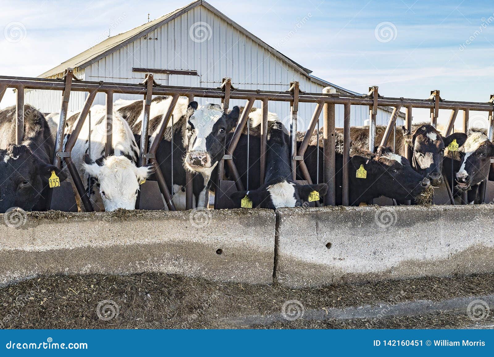 Chow Time for the Dairy Cows. Editorial Photo - Image of eating ...