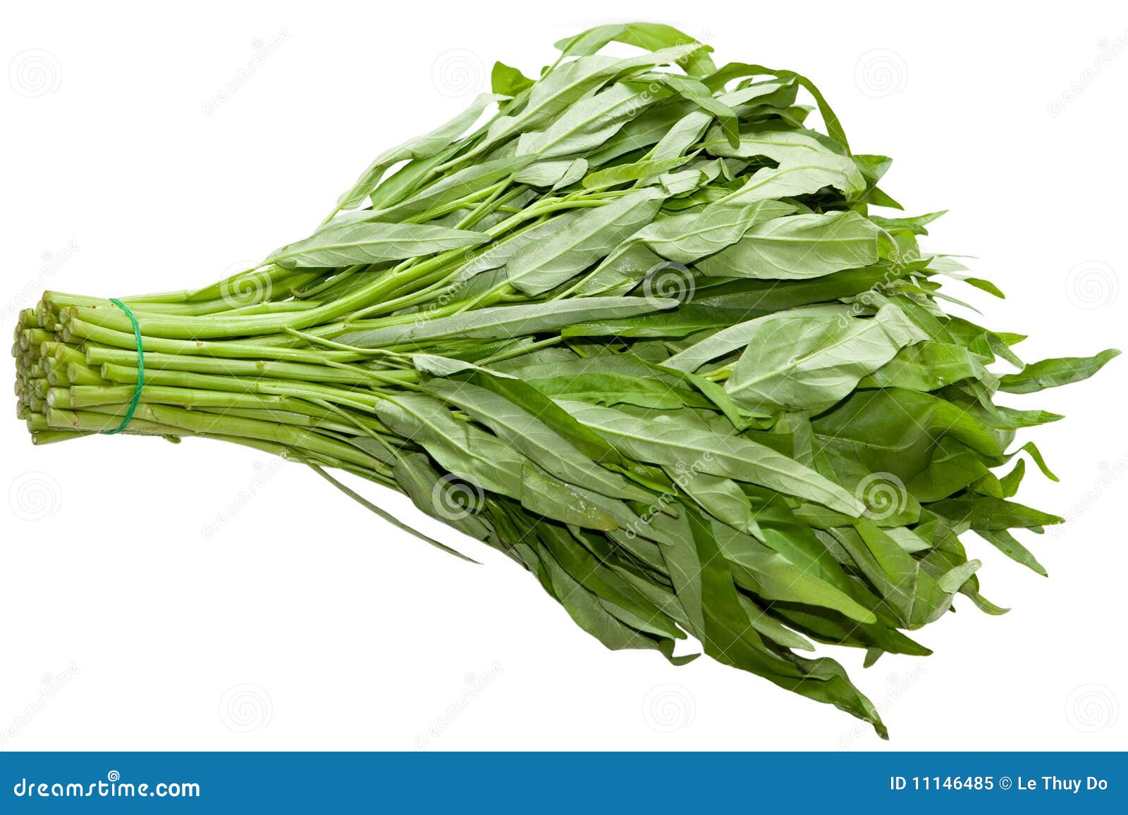 Aquatica Bundle Stock Photos - Free & Royalty-Free Stock Photos from ...