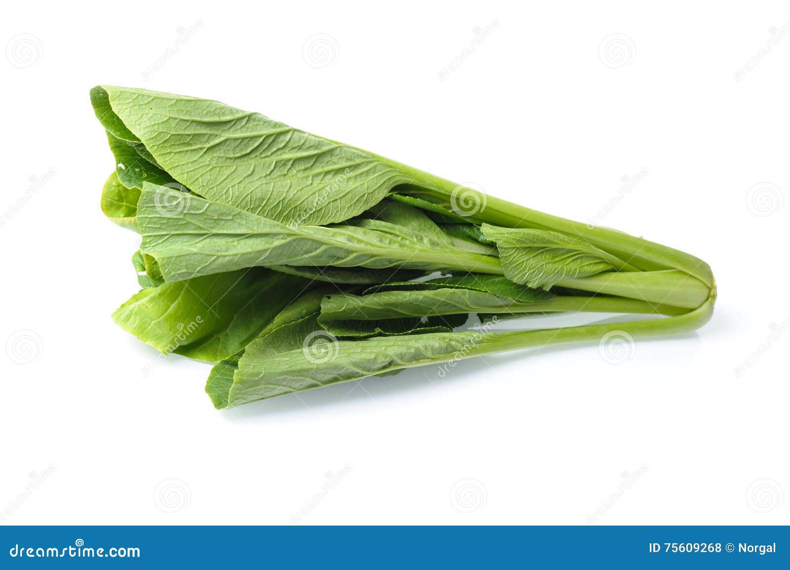 Choy stock photo. Image of choy, fresh, food, healthy - 75609268