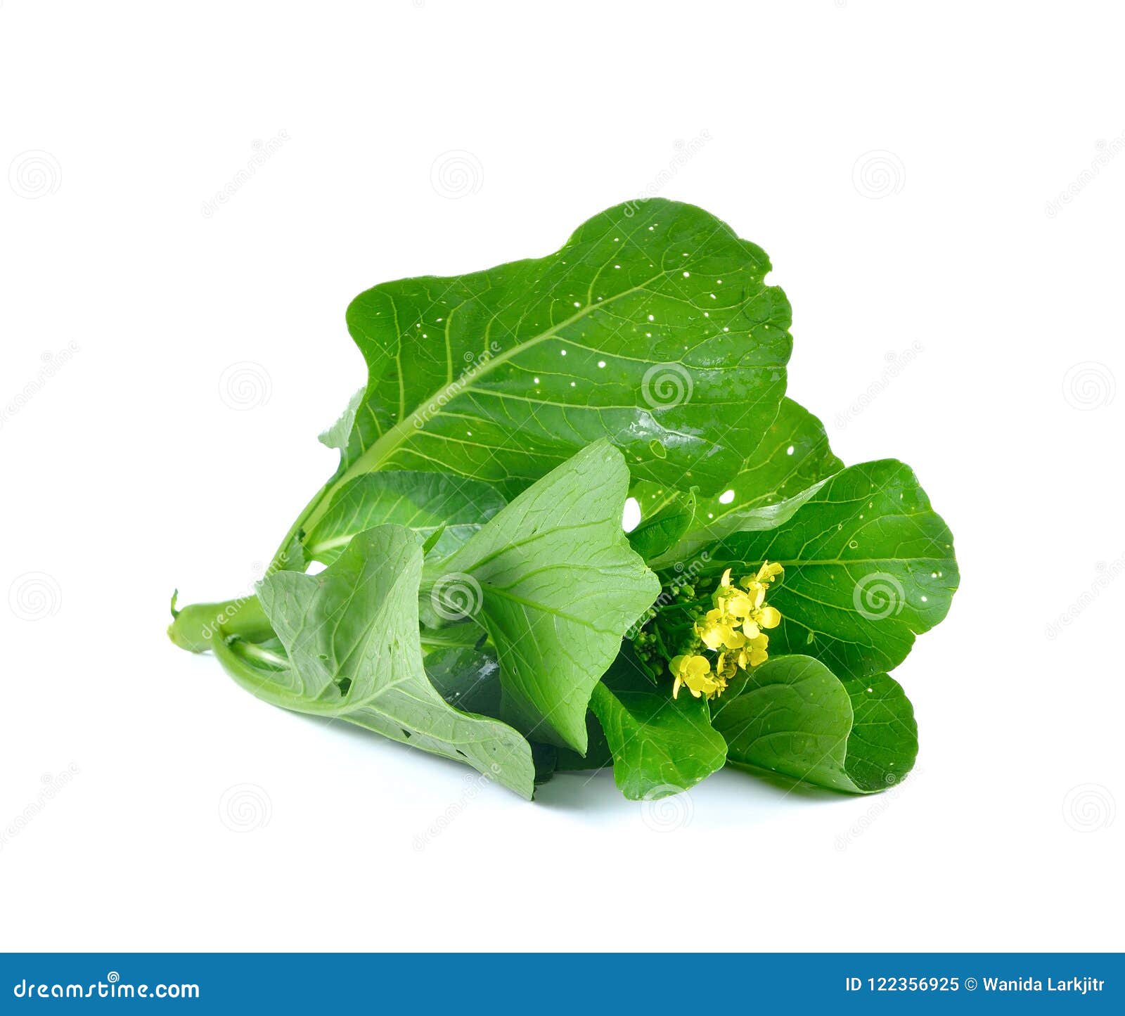 Choy Sum on White Background Stock Image - Image of leaves, chinese ...