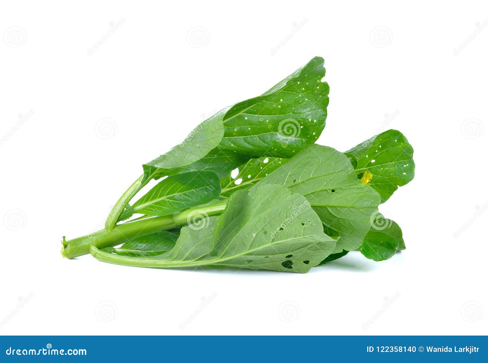 Choy Sum on White Background Stock Photo - Image of green, vegetable ...