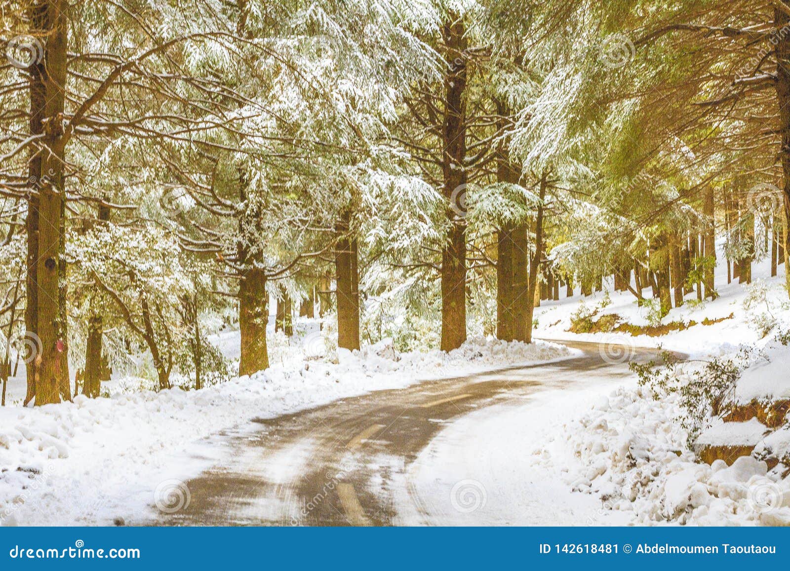 Chrea stock image. Image of plant, africa, adventure - 142618481