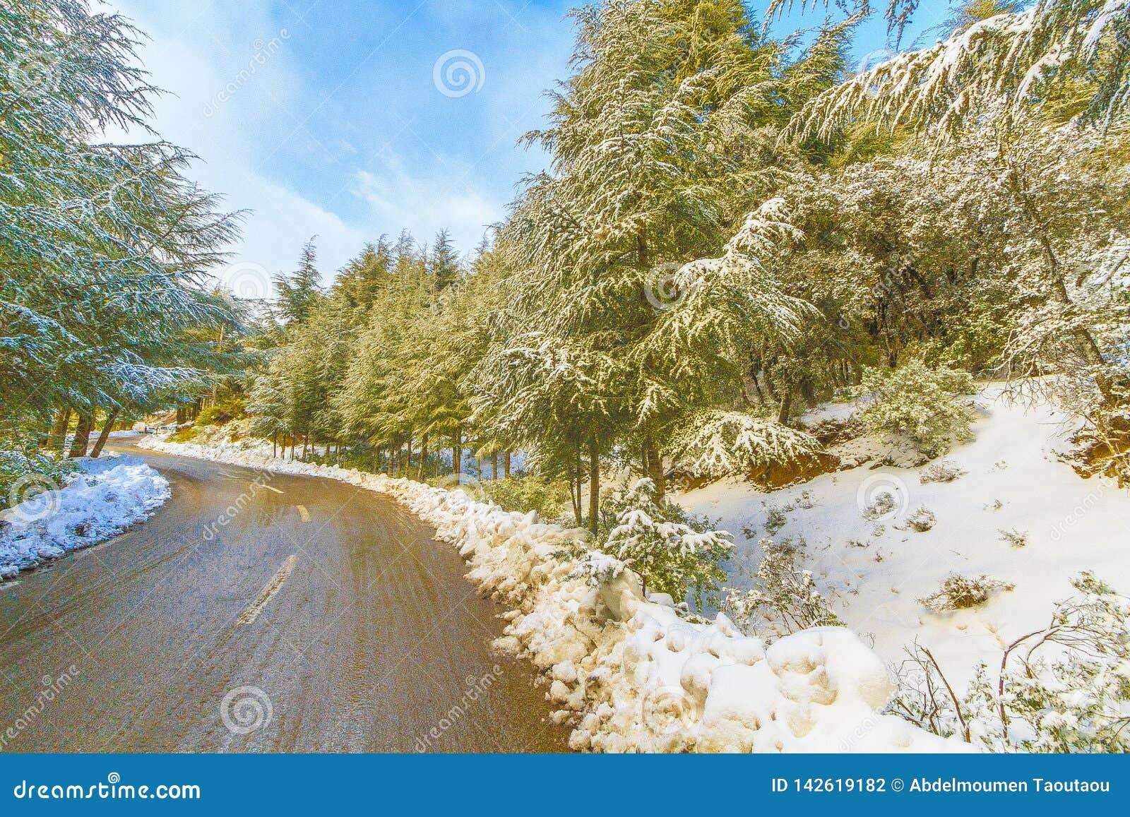 Chrea stock photo. Image of environment, plant, chraae - 142619182