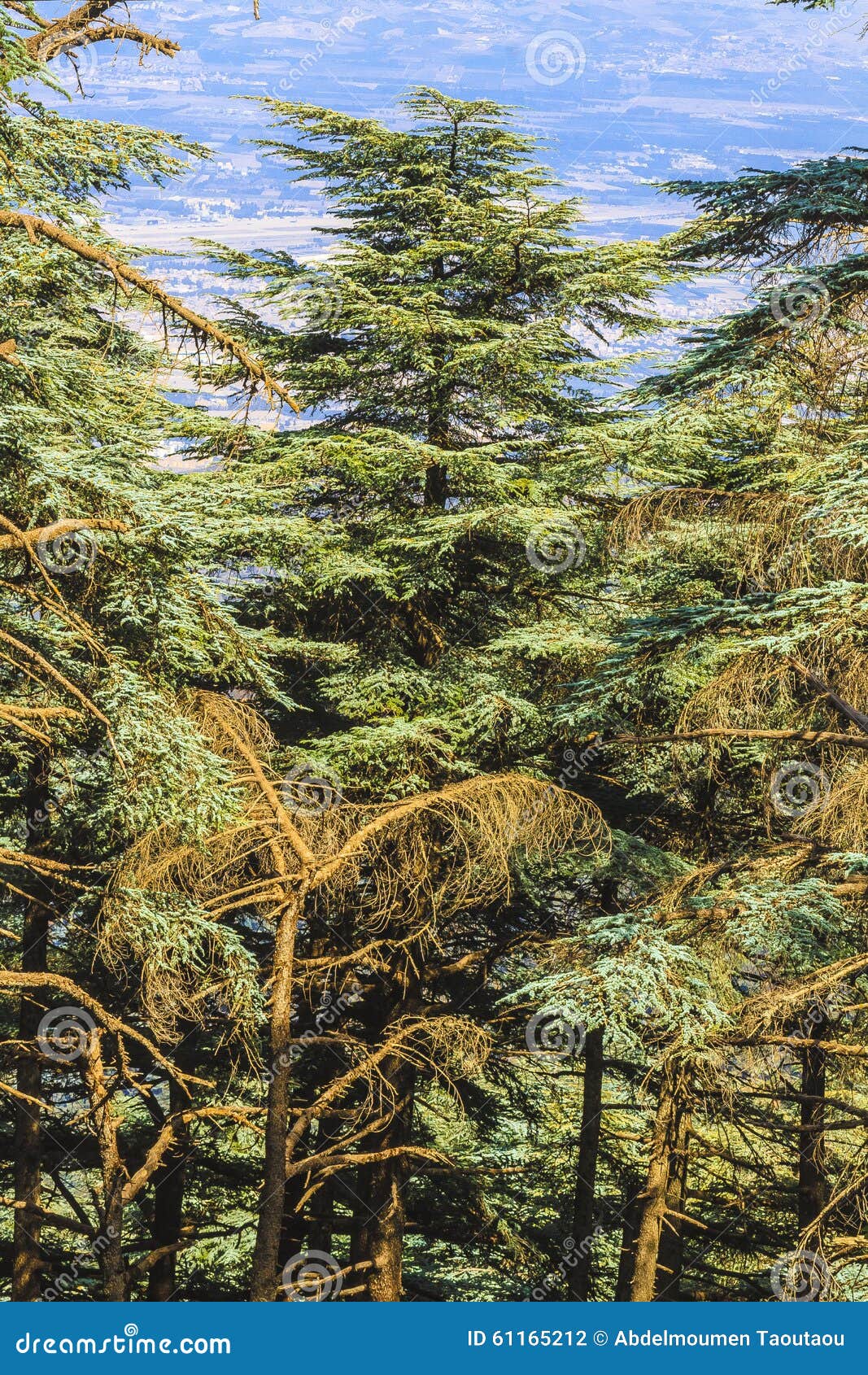 Chrea park stock photo. Image of protection, reserve - 61165212