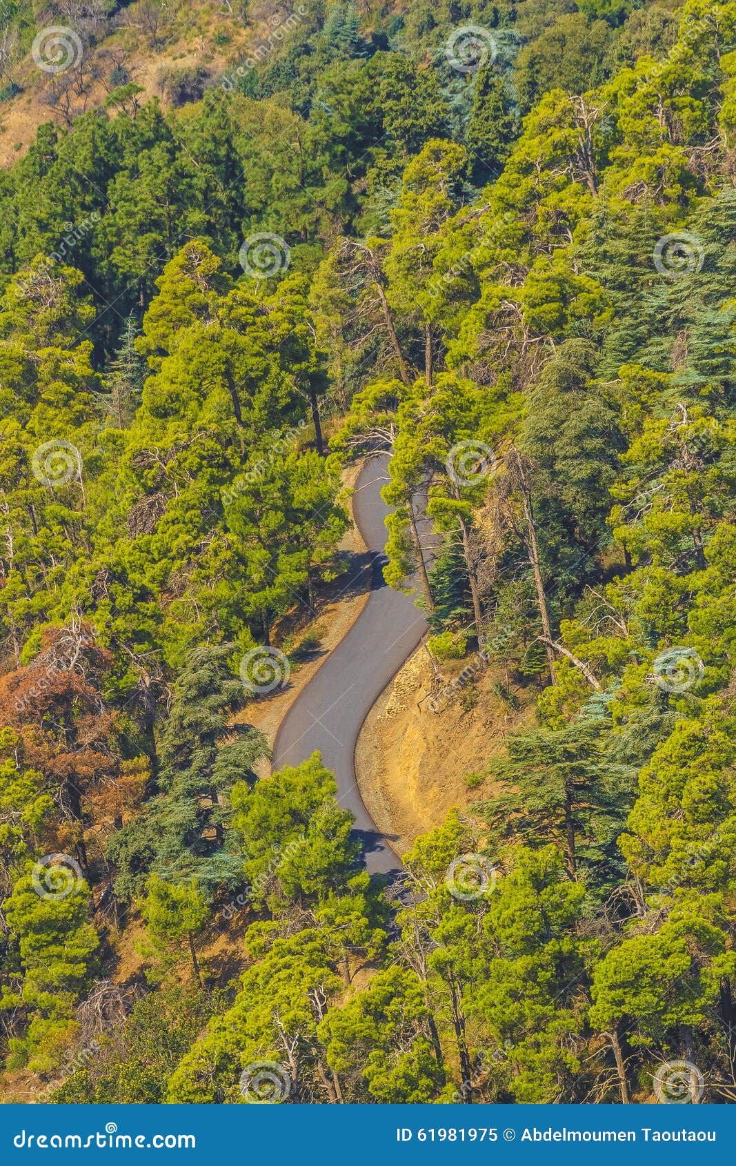 Chrea park stock image. Image of atlas, forest, mountain - 61981975