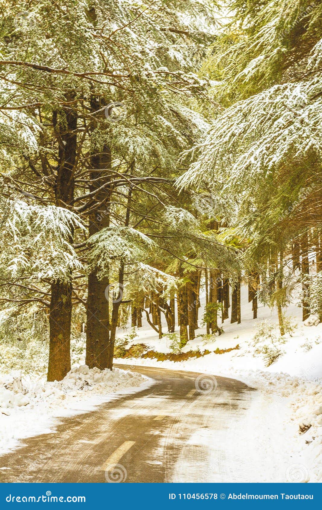 Chrea stock photo. Image of chrea, forest, algeria, county - 110456578