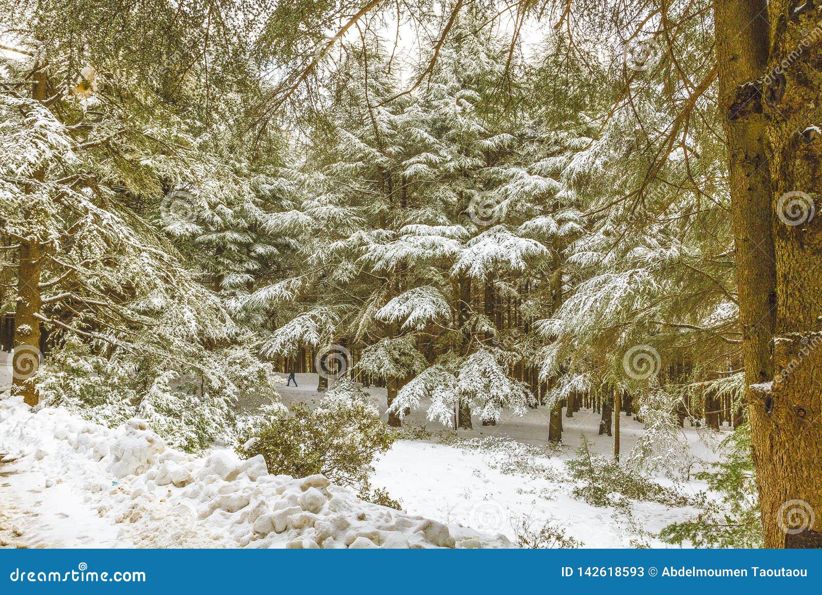 Chrea stock image. Image of green, adventure, mountain - 142618593