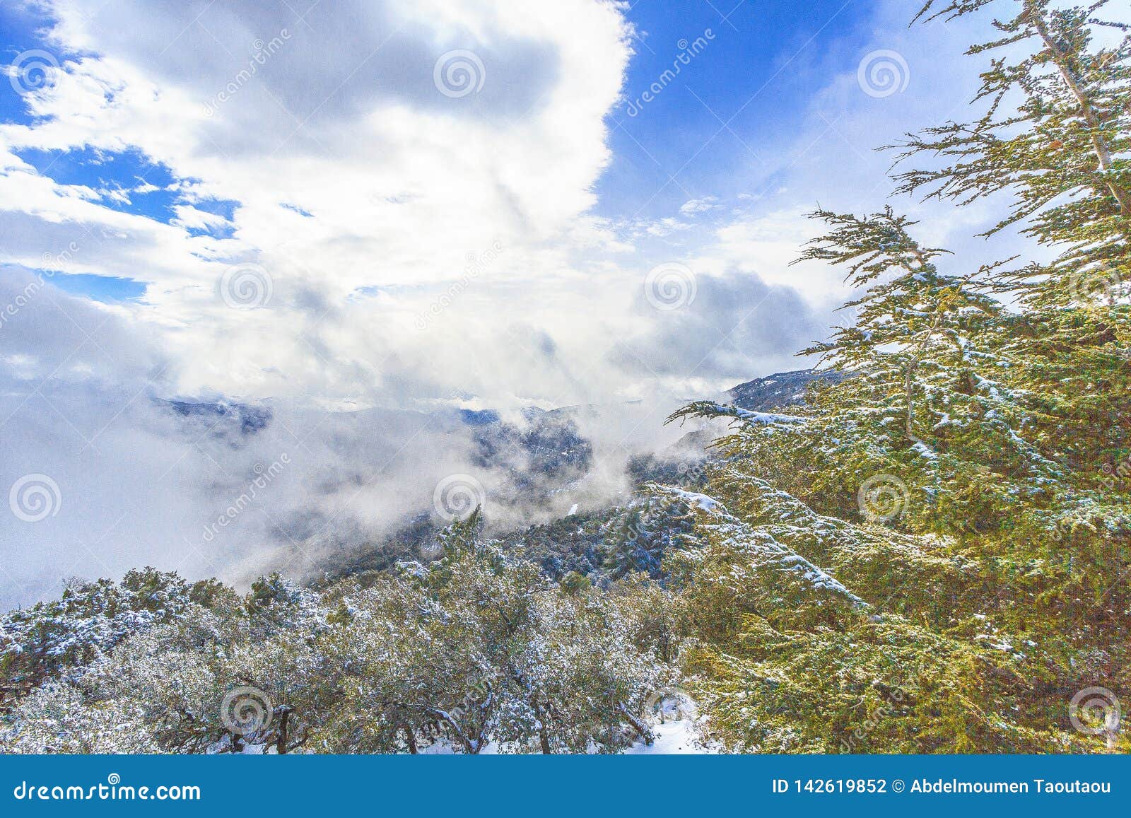 Chrea stock photo. Image of chraae, adventure, plant - 142619852